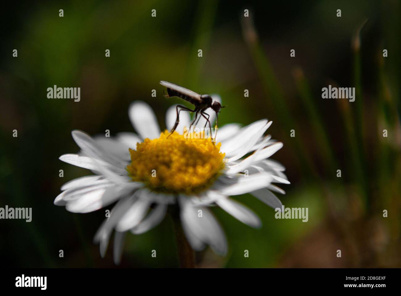 Mosquito sitting on a daisy outdoors Stock Photo - Alamy