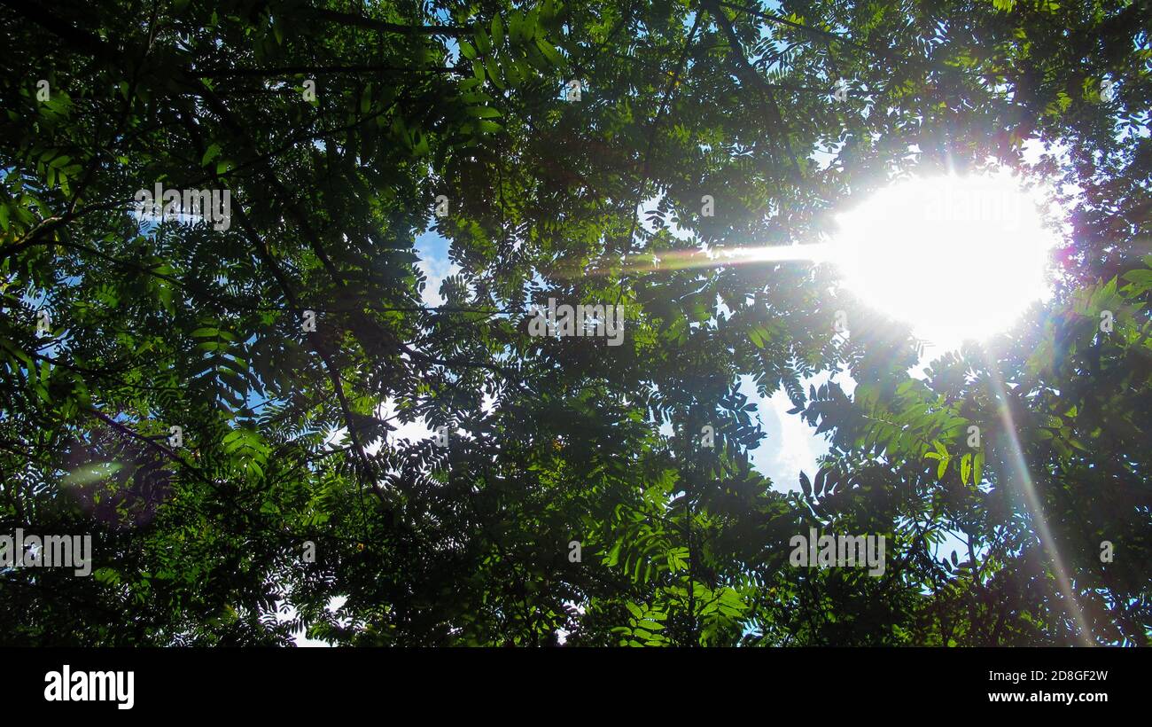 Sun lights coming through tree leaves and branches into the forest ...