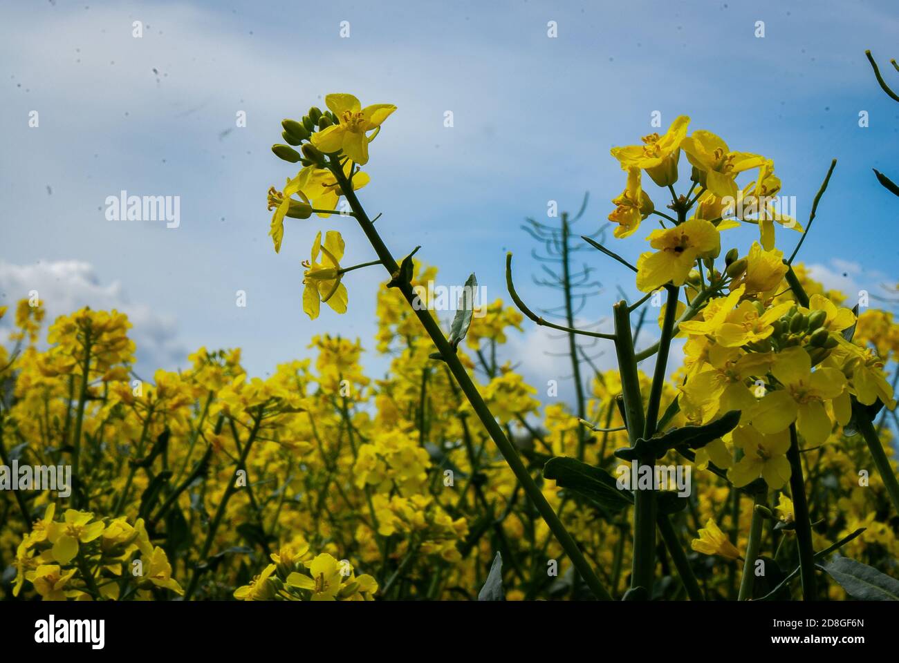 Rape flowers under a clear blue sky in summer Stock Photo - Alamy