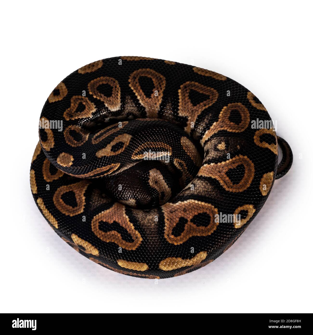 Top view curled up baby female Ballpython aka Python regius, isolated ...