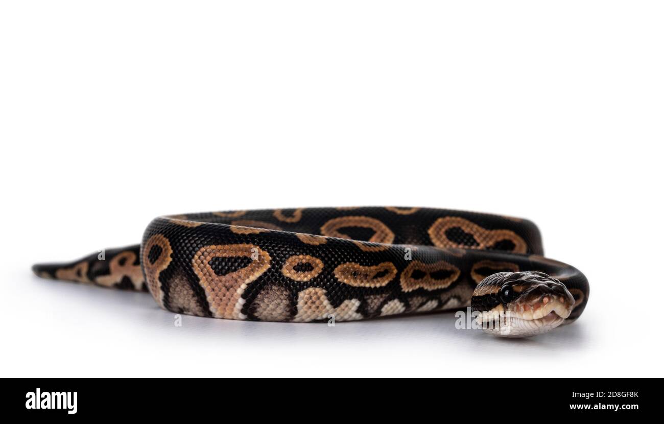 Baby female Ballpython aka Python regius moving towards lens, isolated ...