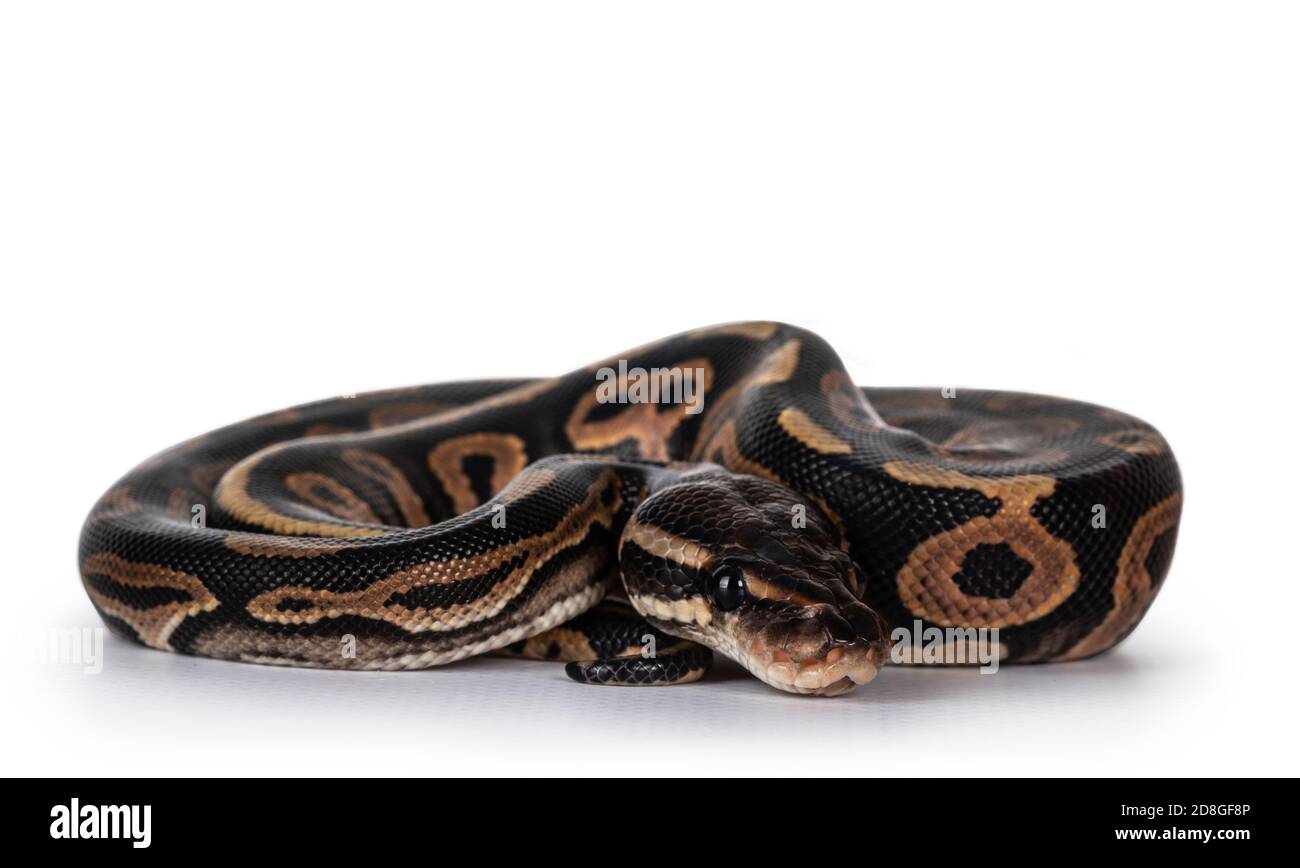 Baby female Ballpython aka Python regius curled up for hiding, isolated ...