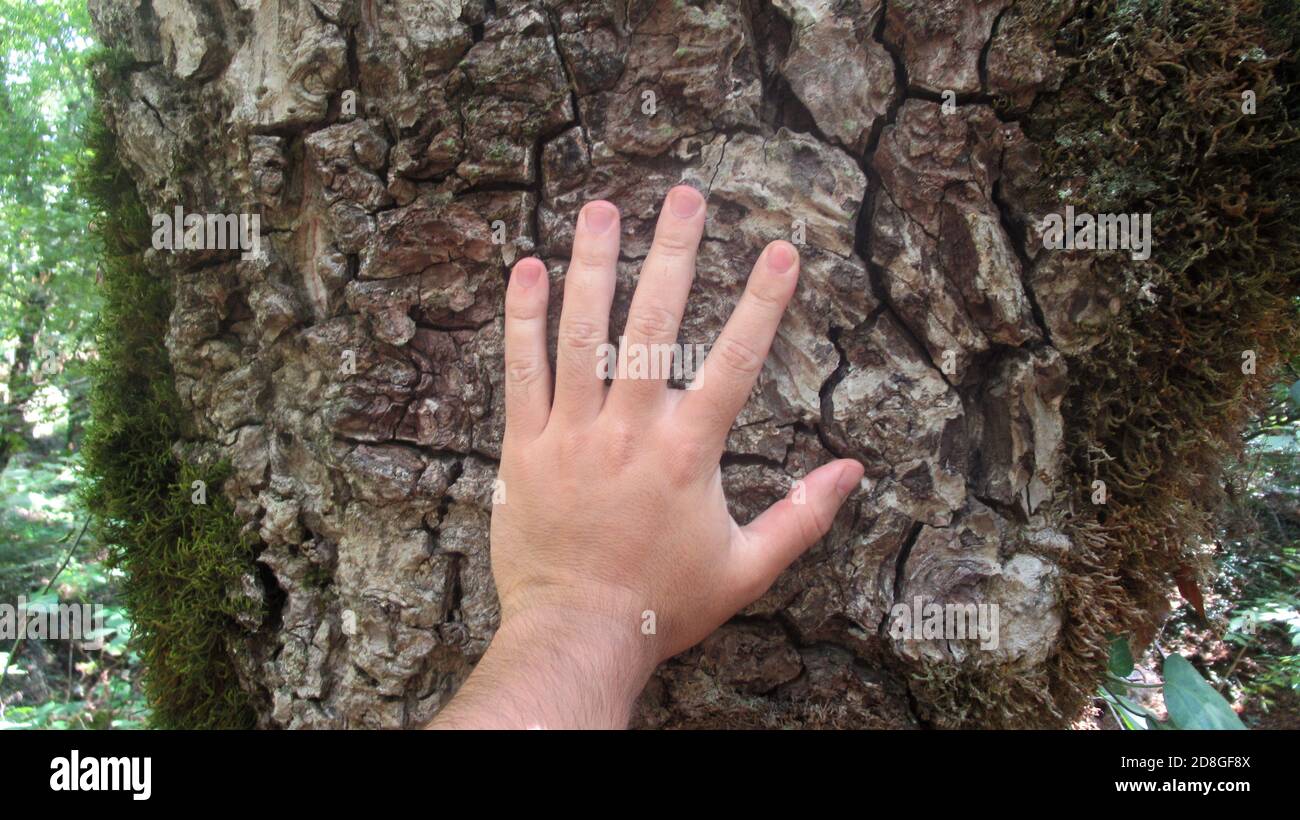 Close up man hand touching tree. Human connection with nature Stock ...