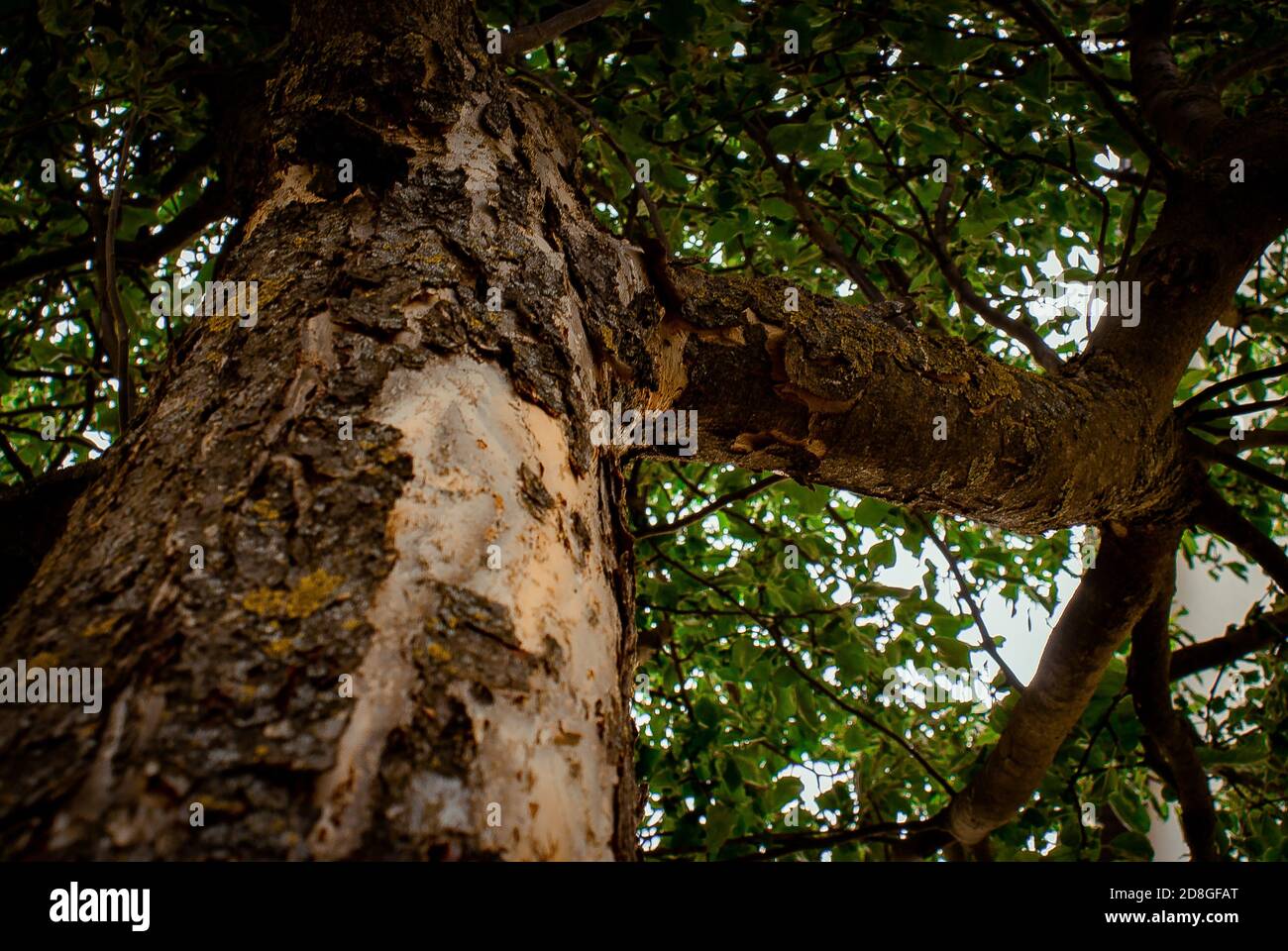 Low angle shot of a big green tree trunk and branches Stock Photo - Alamy