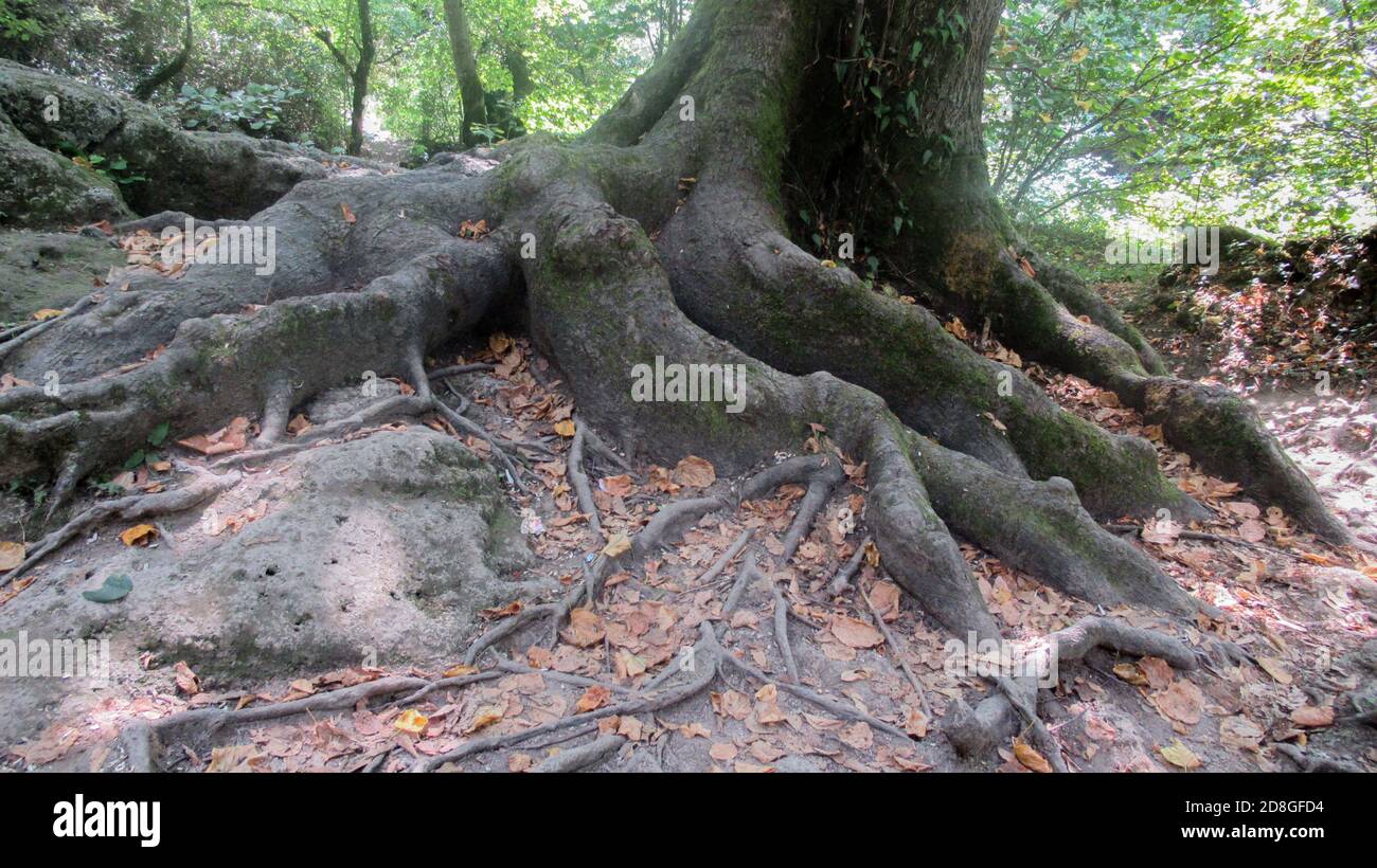 Close up of a tree roots going into the soil in the forest Stock Photo ...