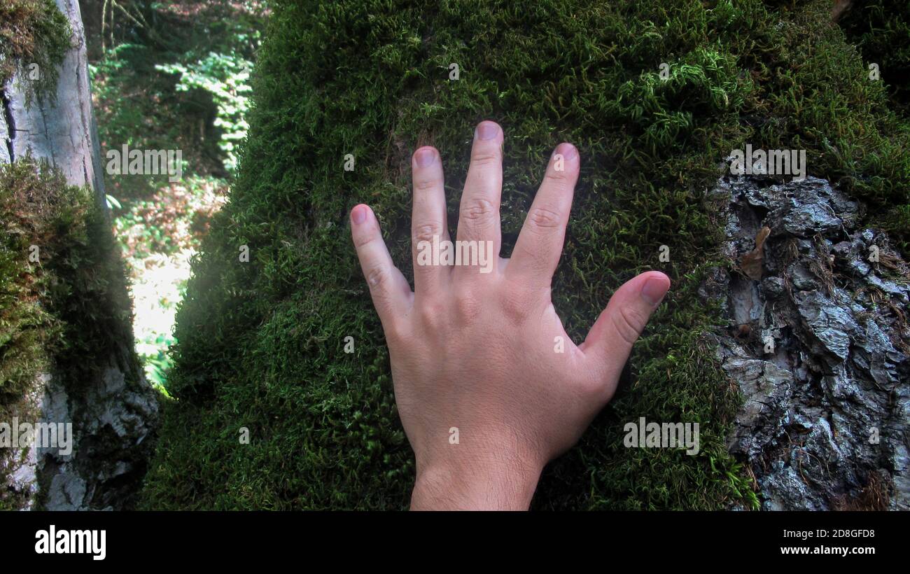 Close up young man, male hand touching green moss on a tree in a wild ...