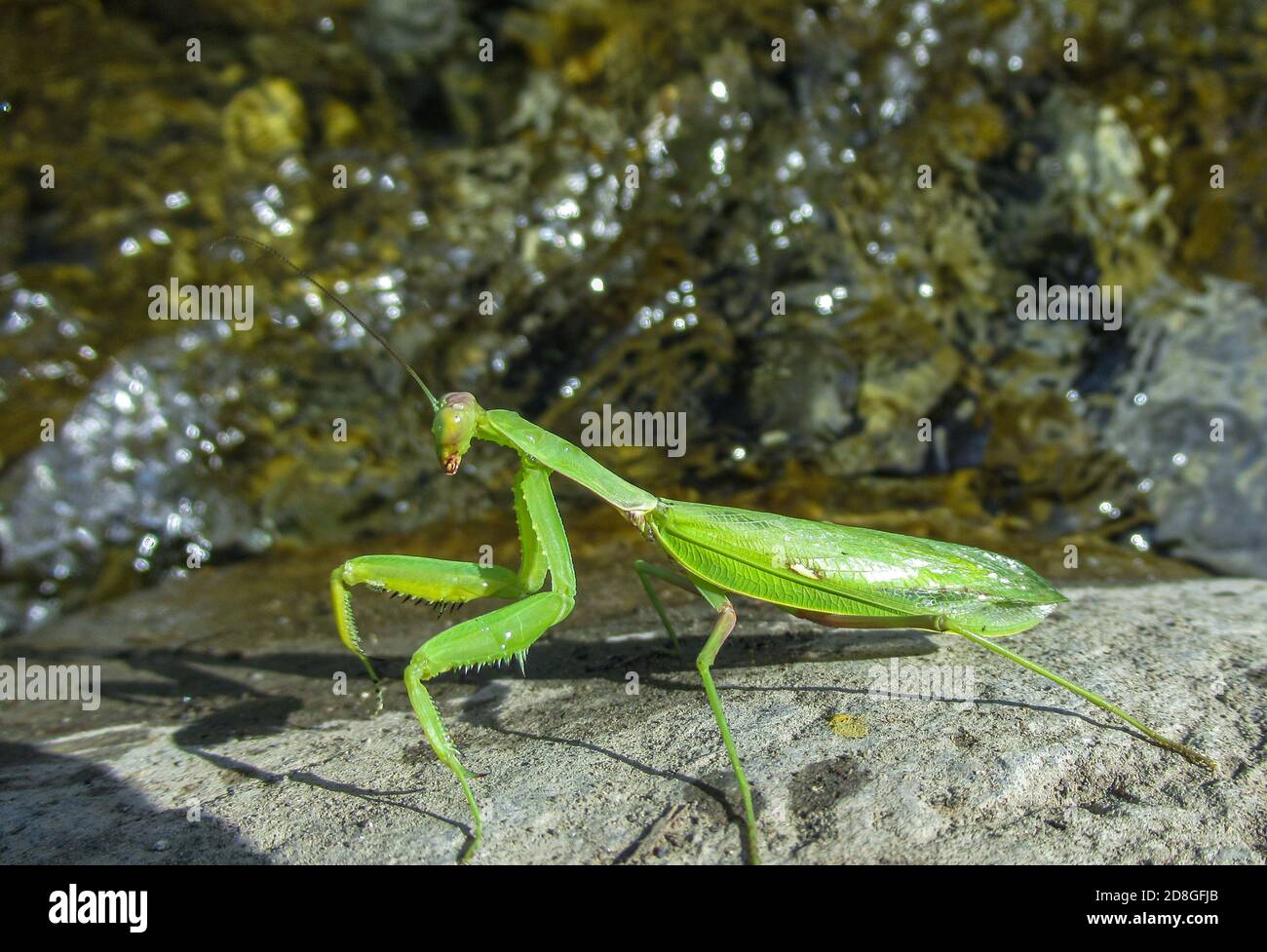 A close up of a green insect praying mantis standing on the river rock ...
