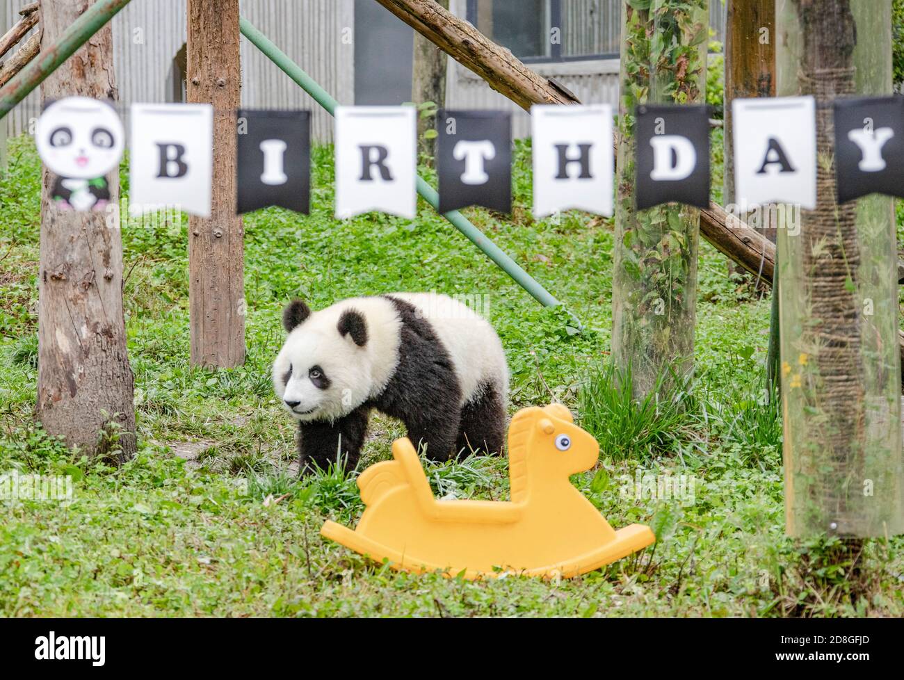 14 baby pandas born in 2019 celebrated their birthday together at the ...