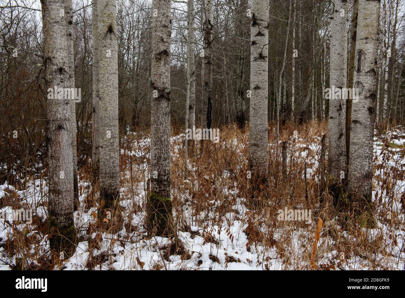 Landscape. Late autumn. Aspen and birch trees in a row Stock Photo - Alamy