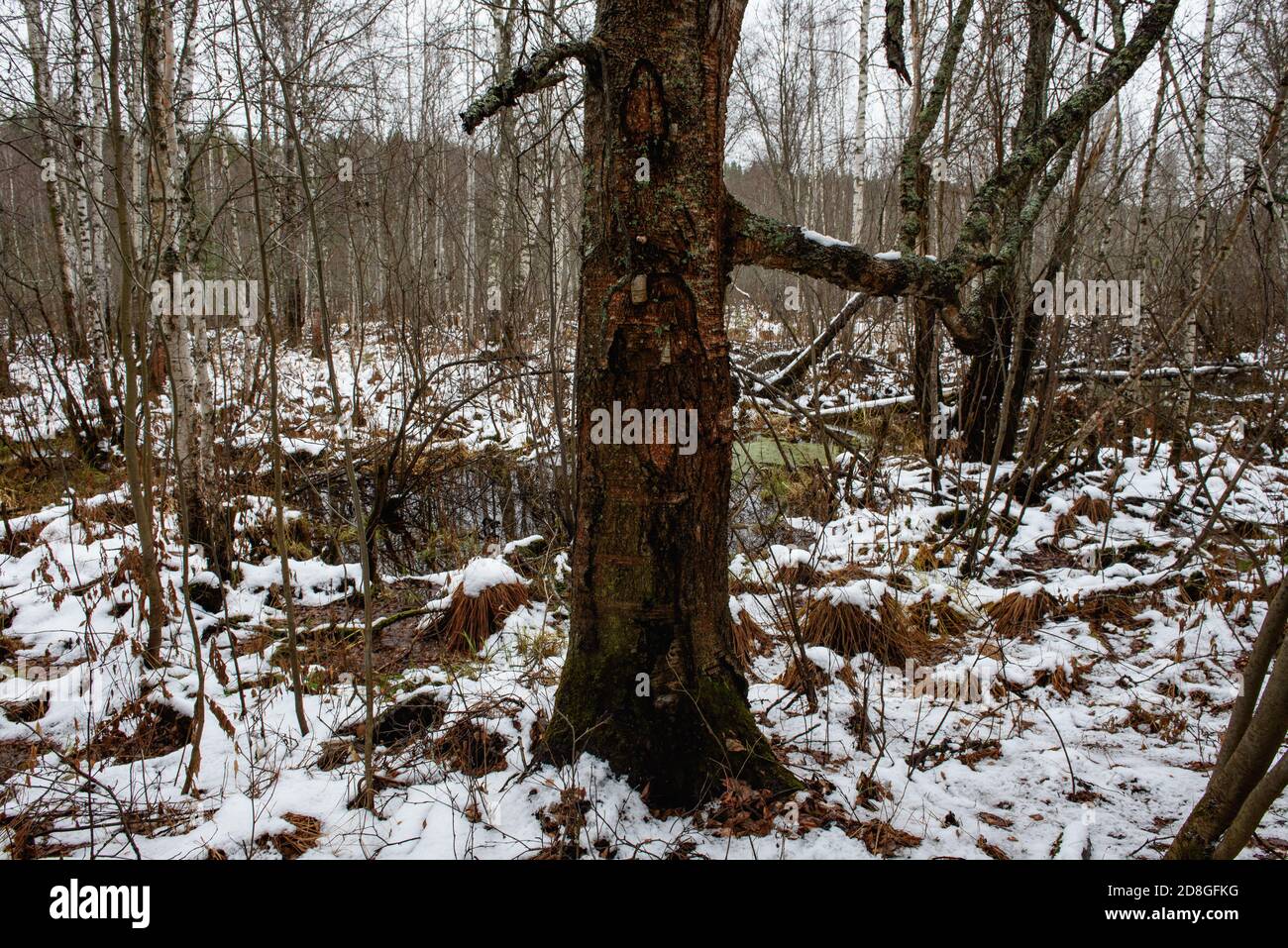 Old birch trees in late autumn after the first snow Stock Photo - Alamy