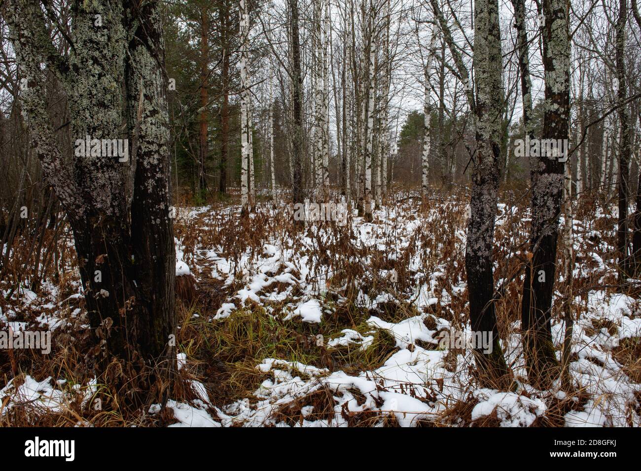 Landscape. Late autumn. Aspen and birch trees in a row Stock Photo - Alamy