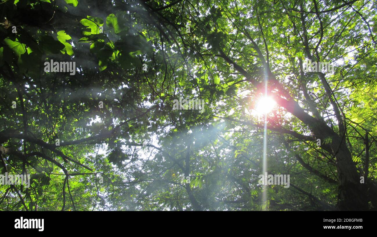 Sky through tree branches hi-res stock photography and images - Alamy