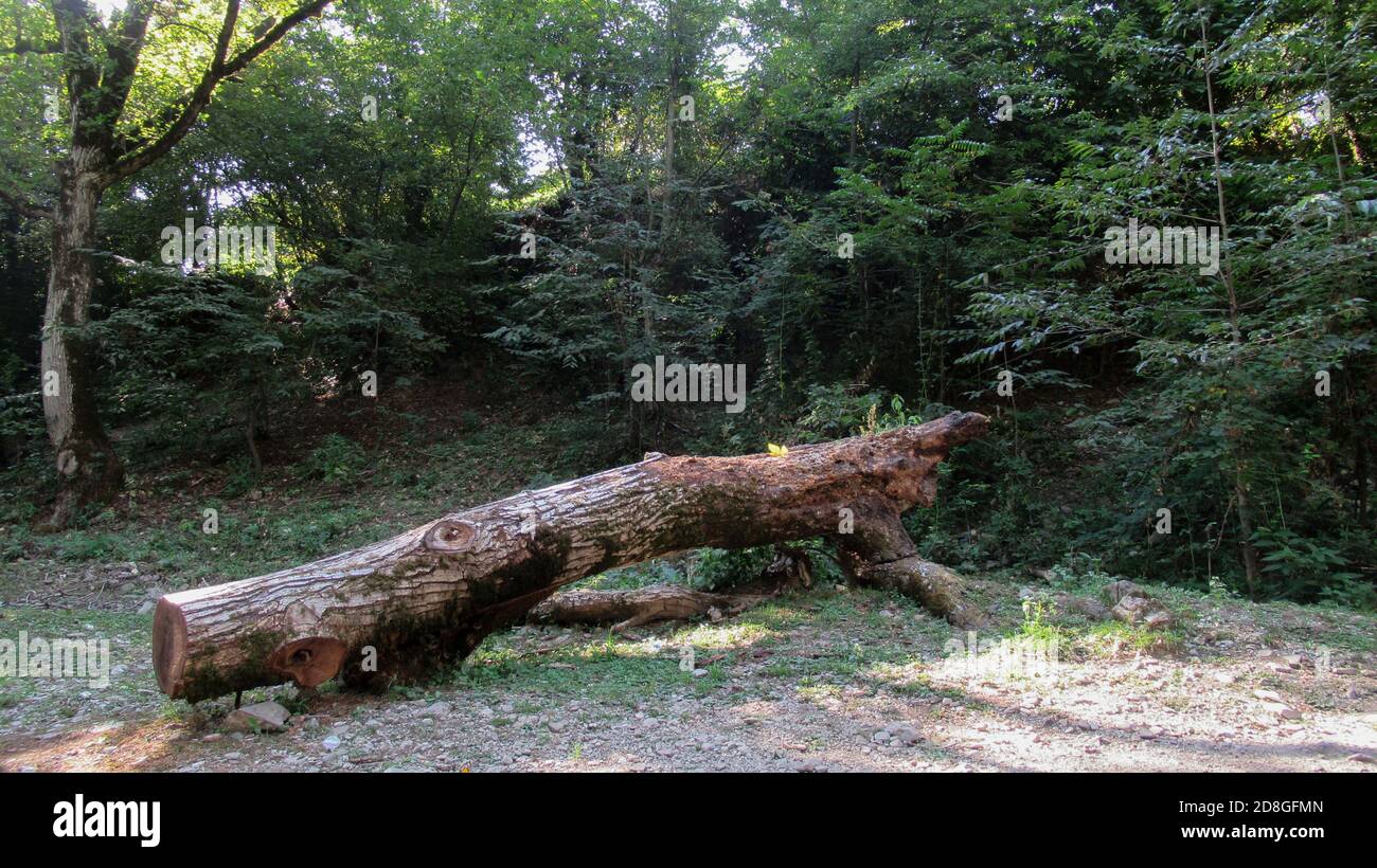 Single big tree stump, dead tree laying on the green grass forest ...