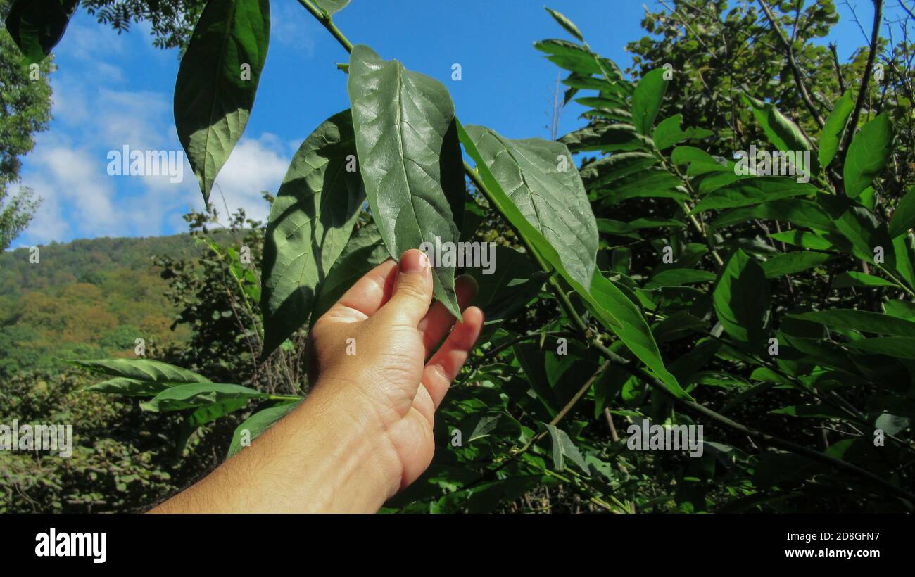 Close up young man hand holding green leaf in the middle of the ...