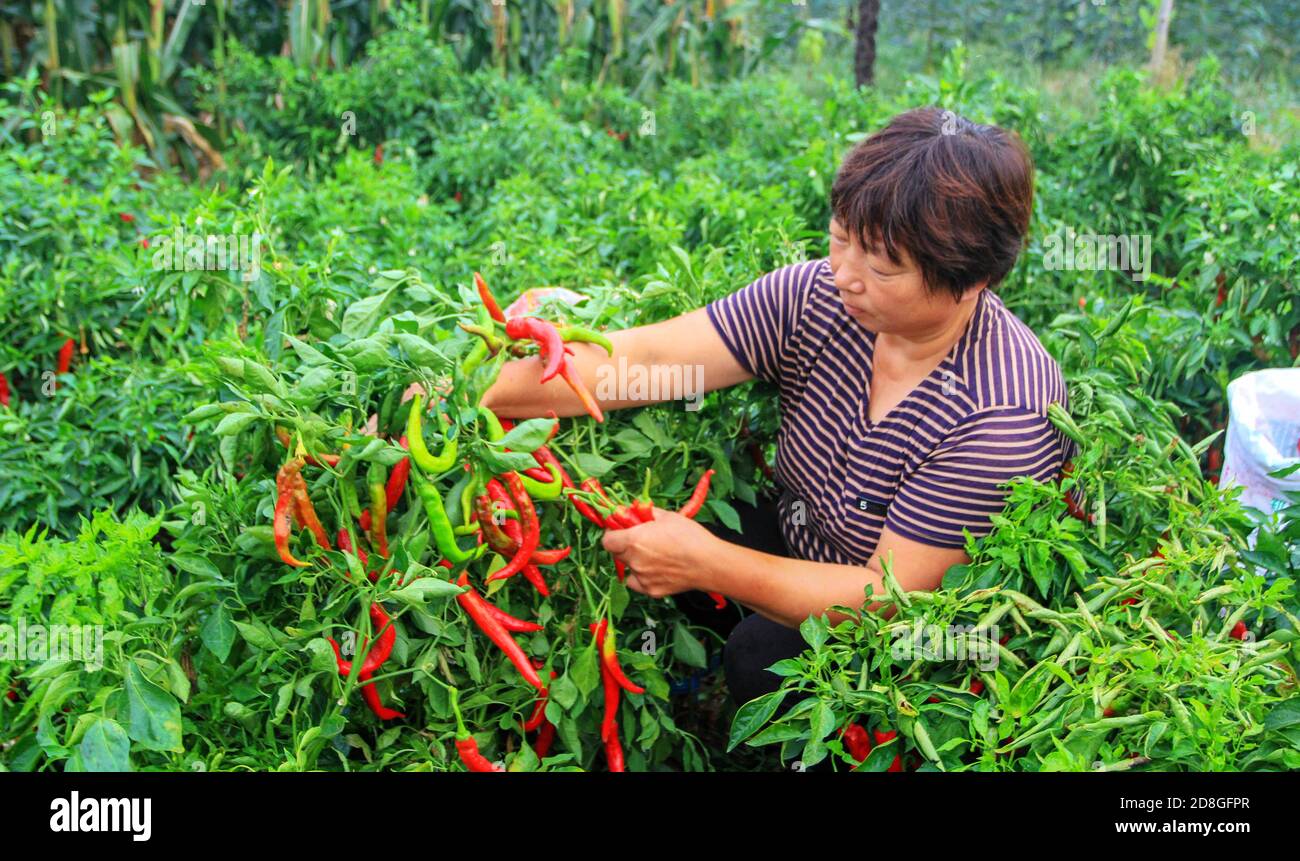Pepper field hi-res stock photography and images - Alamy