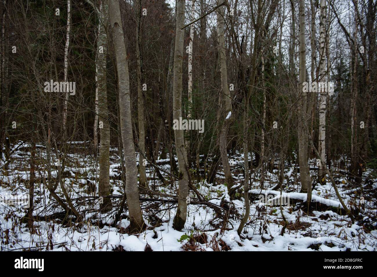 Landscape. Late autumn. Aspen and birch trees in a row Stock Photo - Alamy