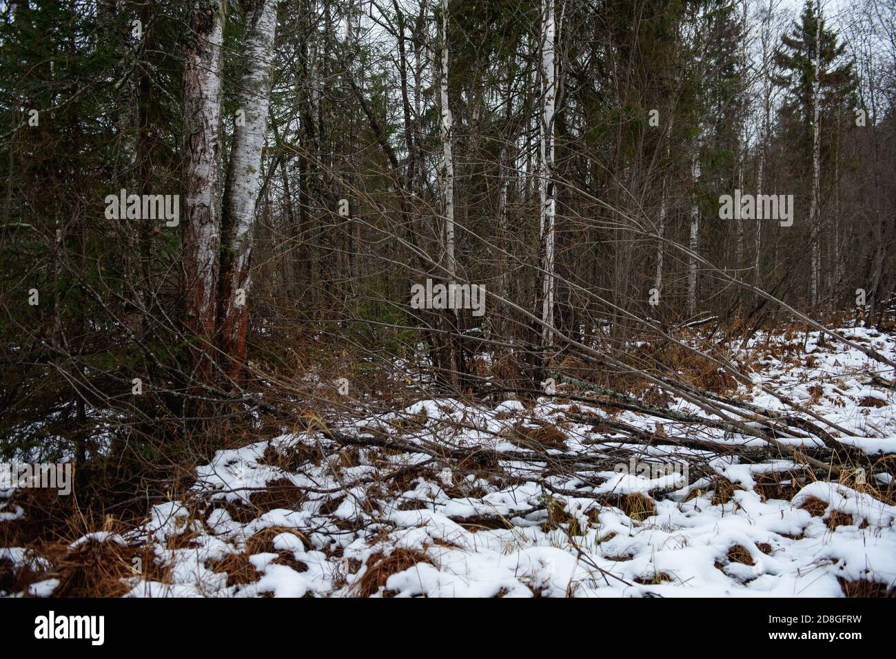 Landscape. Late autumn. Aspen and birch trees in a row Stock Photo - Alamy