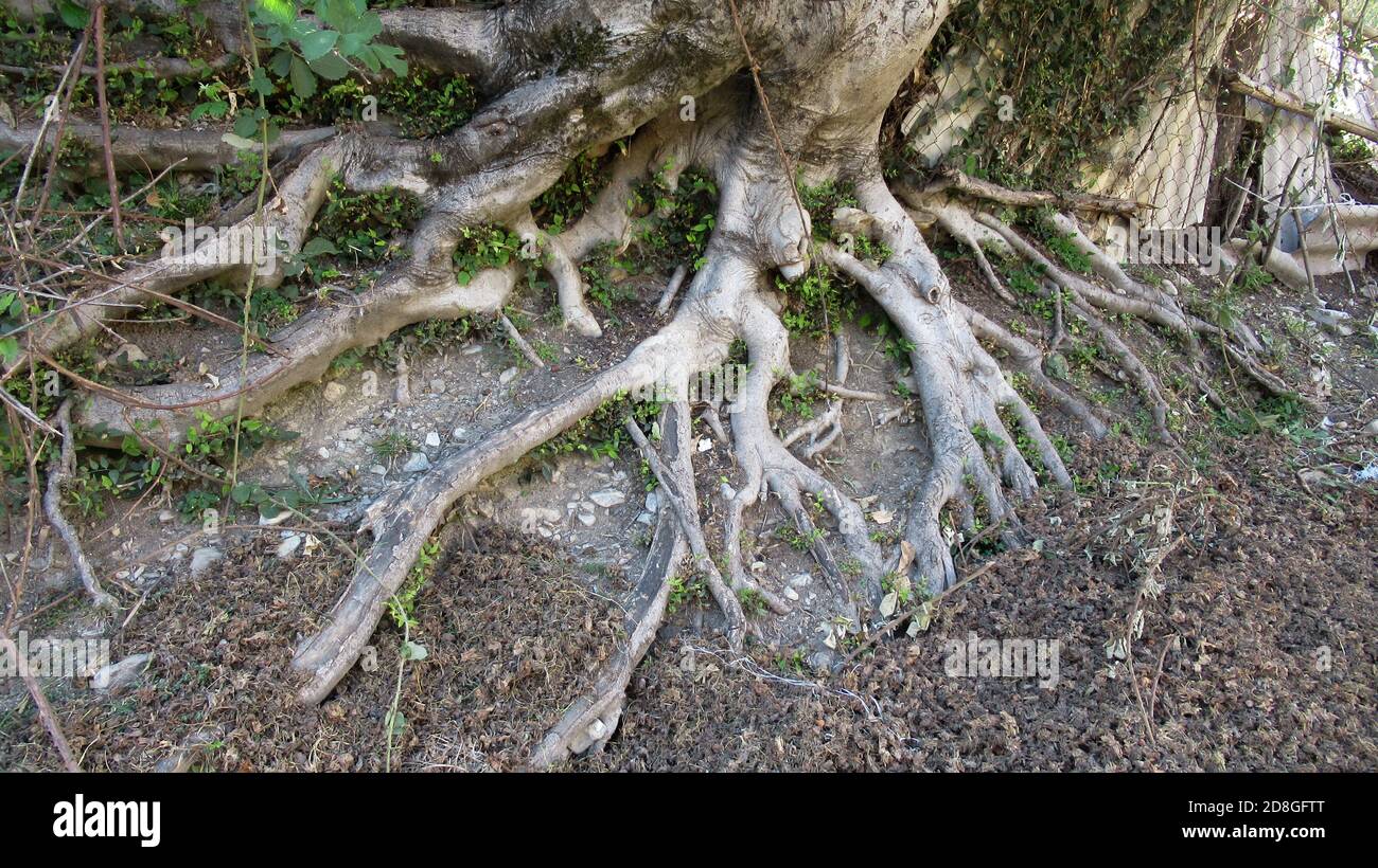 Close up of a tree roots going into the soil in the forest Stock Photo ...