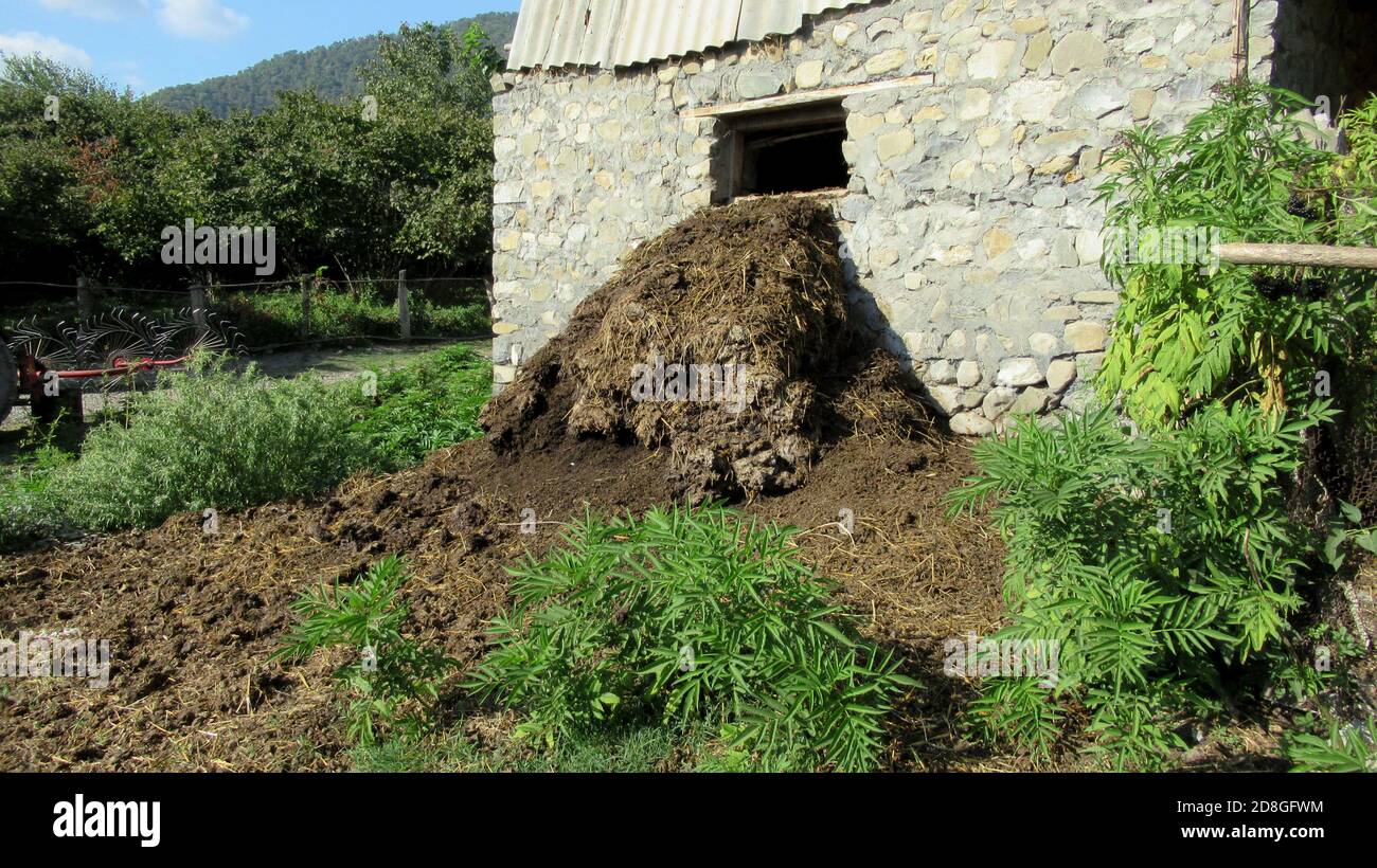 Pile of raw cow manure on the farmyard. Close up of pile of manure in ...