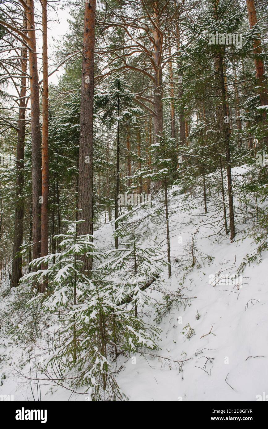 Trees of the northern forest covered with a layer of snow Stock Photo ...
