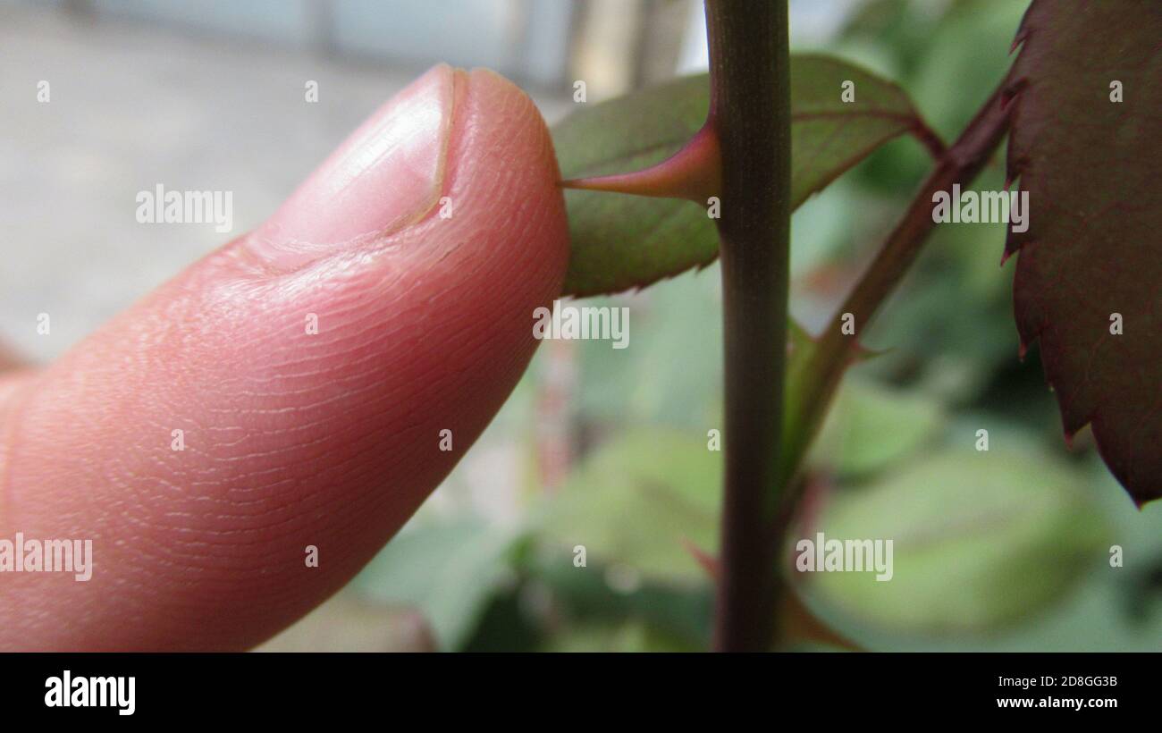 Close up male, man finger touching plant, flower rose horn Stock Photo ...