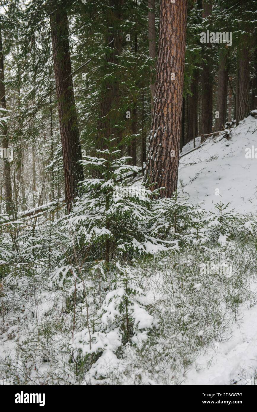 Trees of the northern forest covered with a layer of snow Stock Photo ...