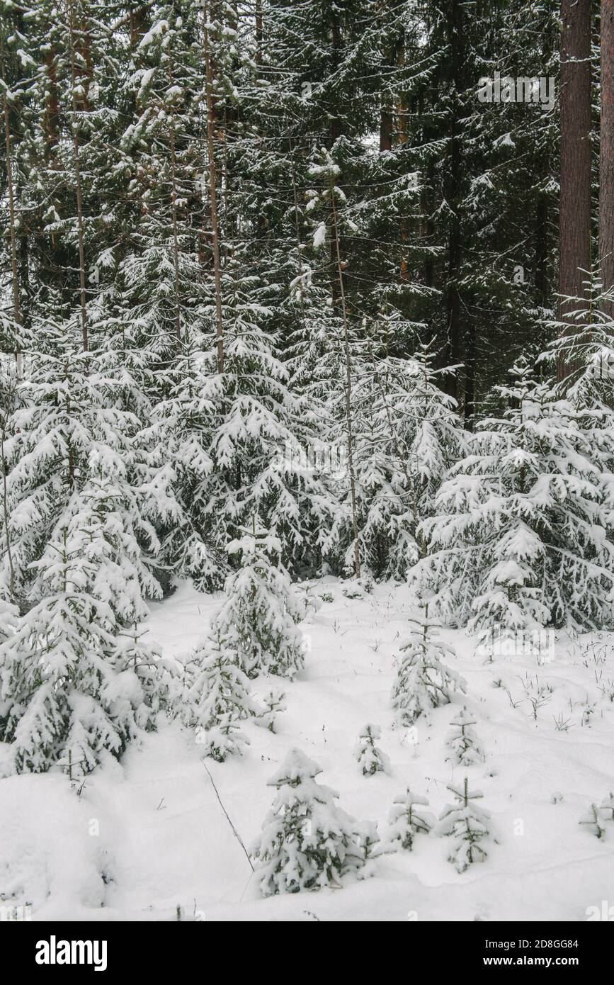 Trees of the northern forest covered with a layer of snow Stock Photo ...