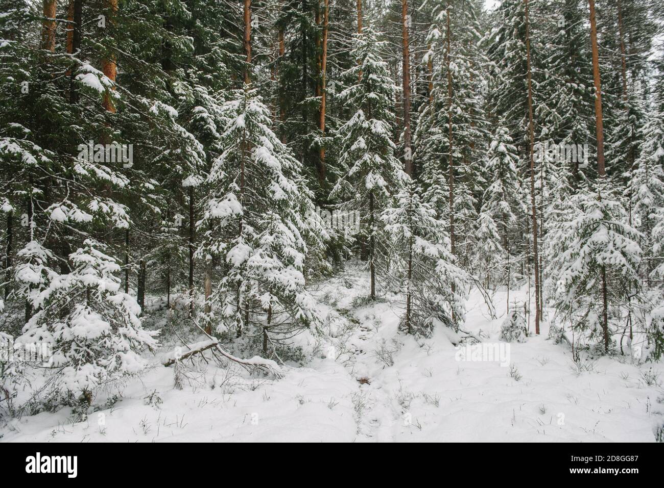 Trees of the northern forest covered with a layer of snow Stock Photo ...