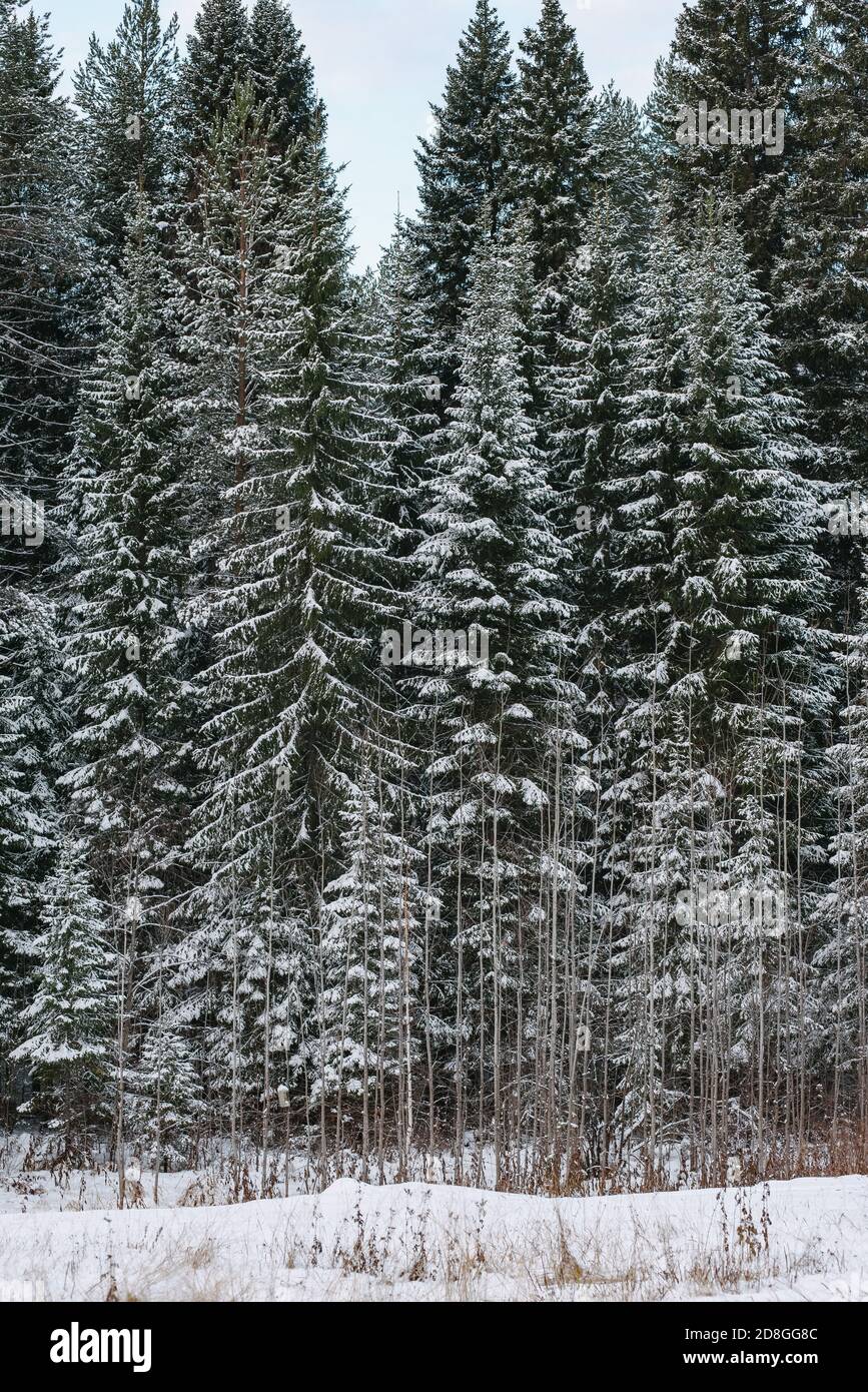 Trees of the northern forest covered with a layer of snow Stock Photo ...