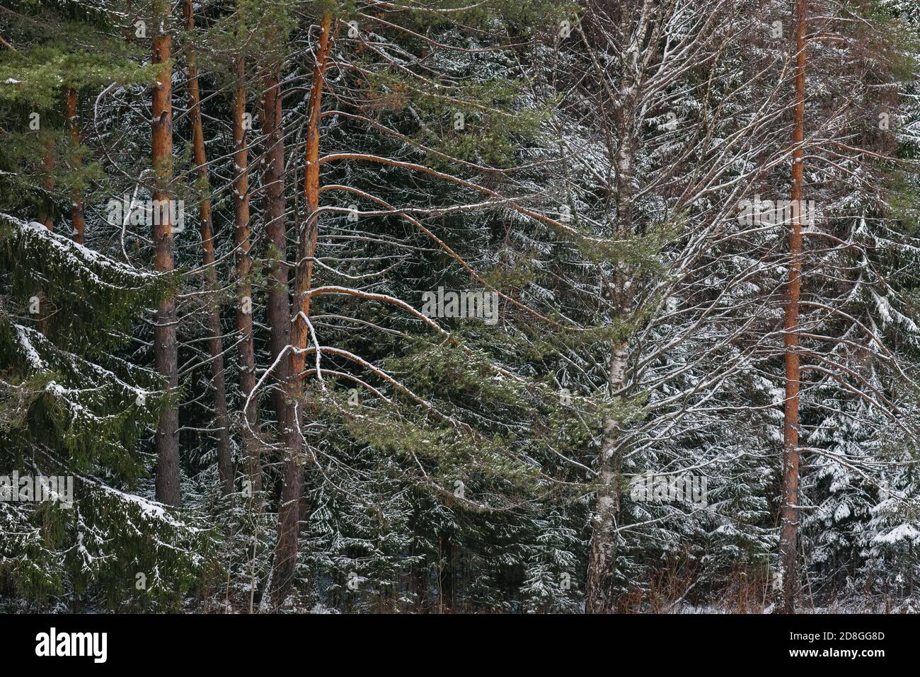 Trees of the northern forest covered with a layer of snow Stock Photo ...
