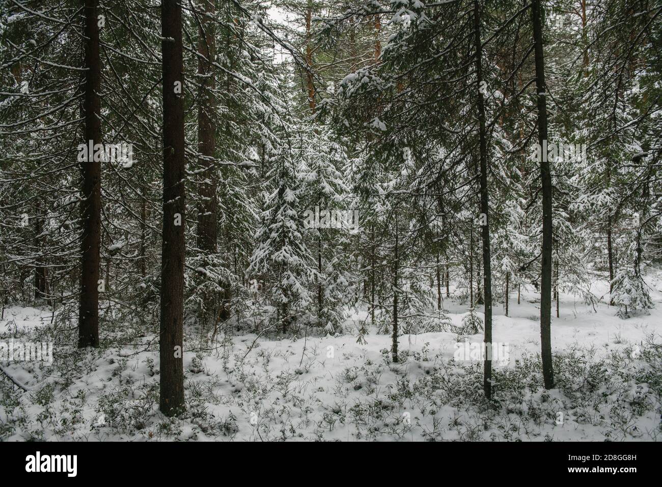 Trees of the northern forest covered with a layer of snow Stock Photo ...