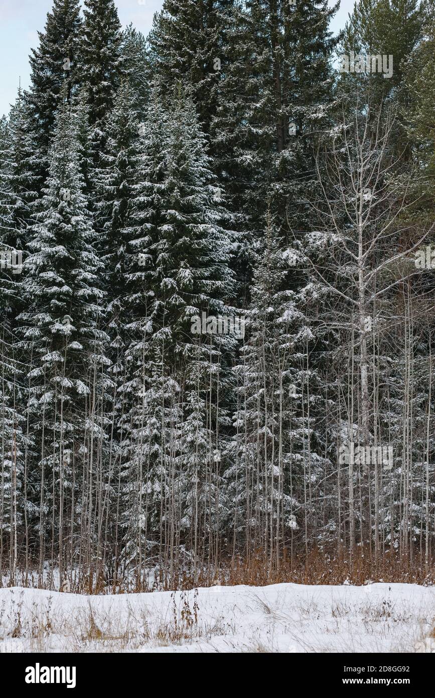 Trees of the northern forest covered with a layer of snow Stock Photo ...