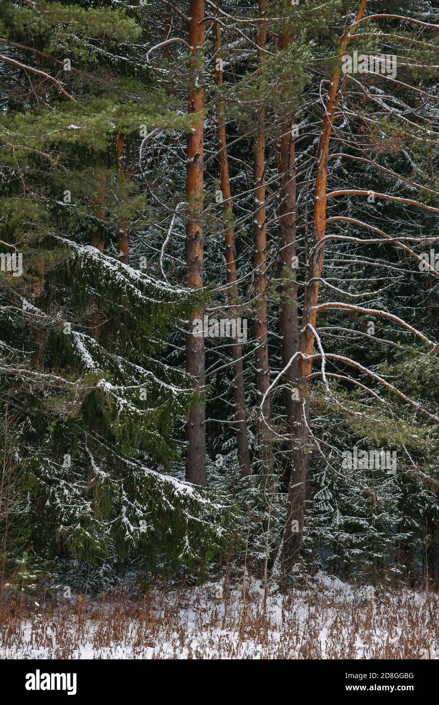 Trees of the northern forest covered with a layer of snow Stock Photo ...