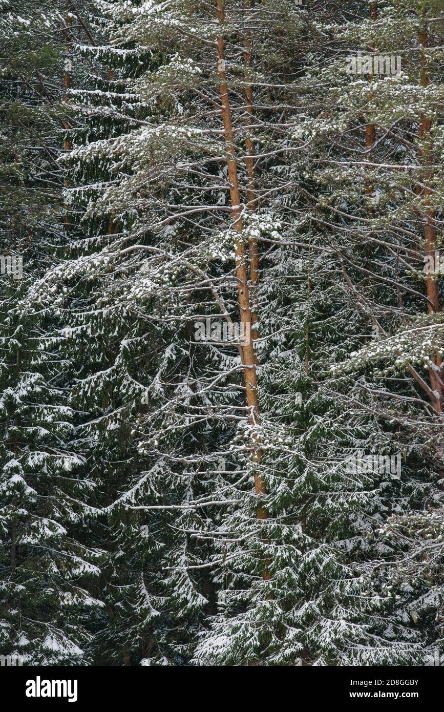 Trees of the northern forest covered with a layer of snow Stock Photo ...