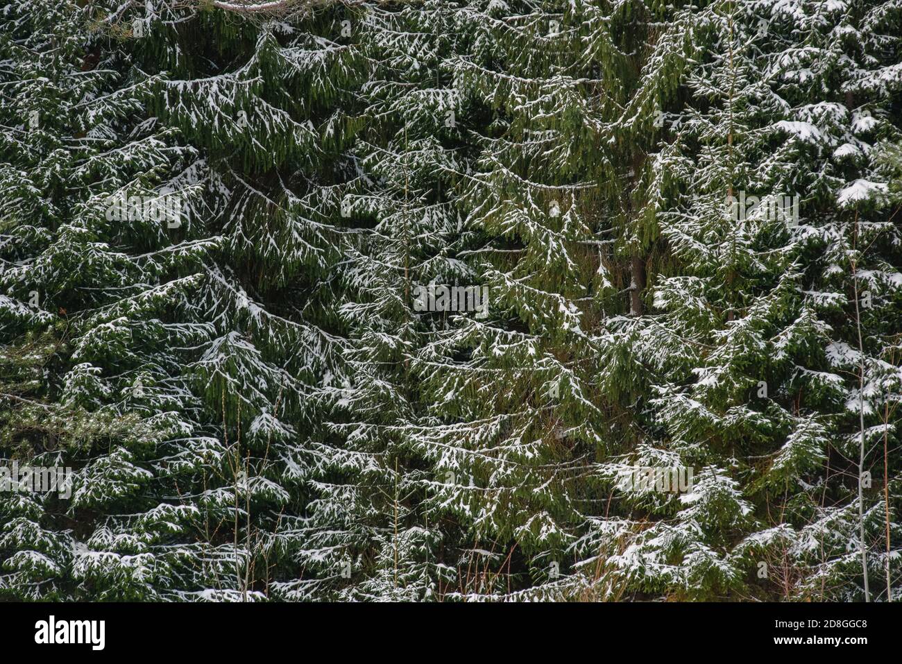 Trees of the northern forest covered with a layer of snow Stock Photo ...