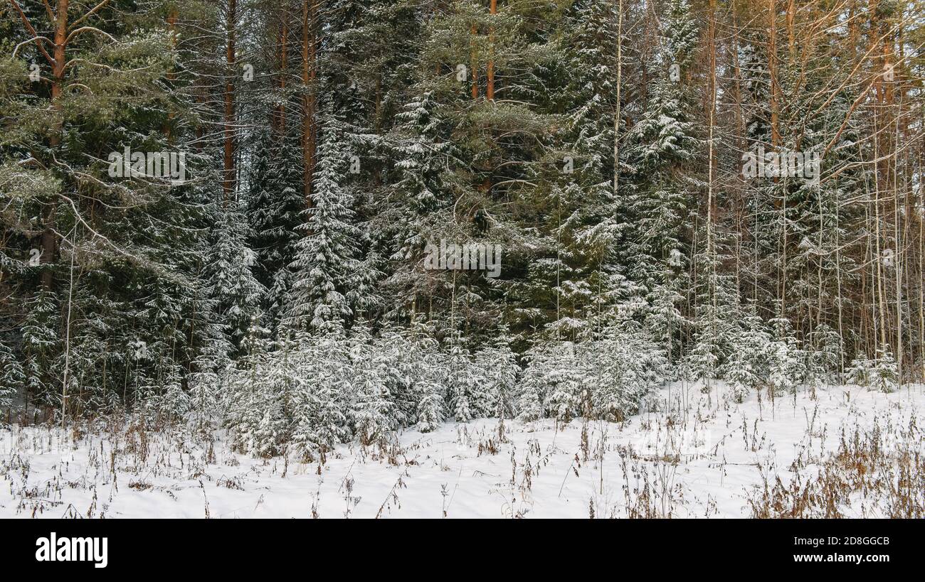 Trees of the northern forest covered with a layer of snow Stock Photo ...