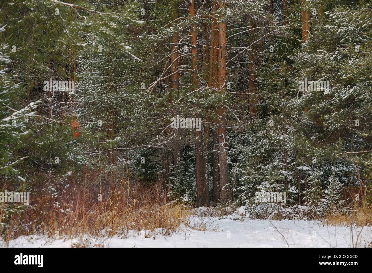 Trees of the northern forest covered with a layer of snow Stock Photo ...