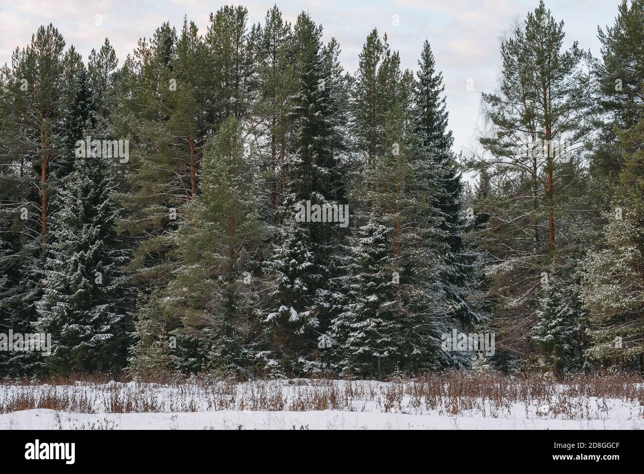 Trees of the northern forest covered with a layer of snow Stock Photo ...