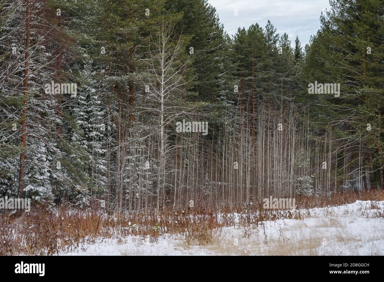 Trees of the northern forest covered with a layer of snow Stock Photo ...
