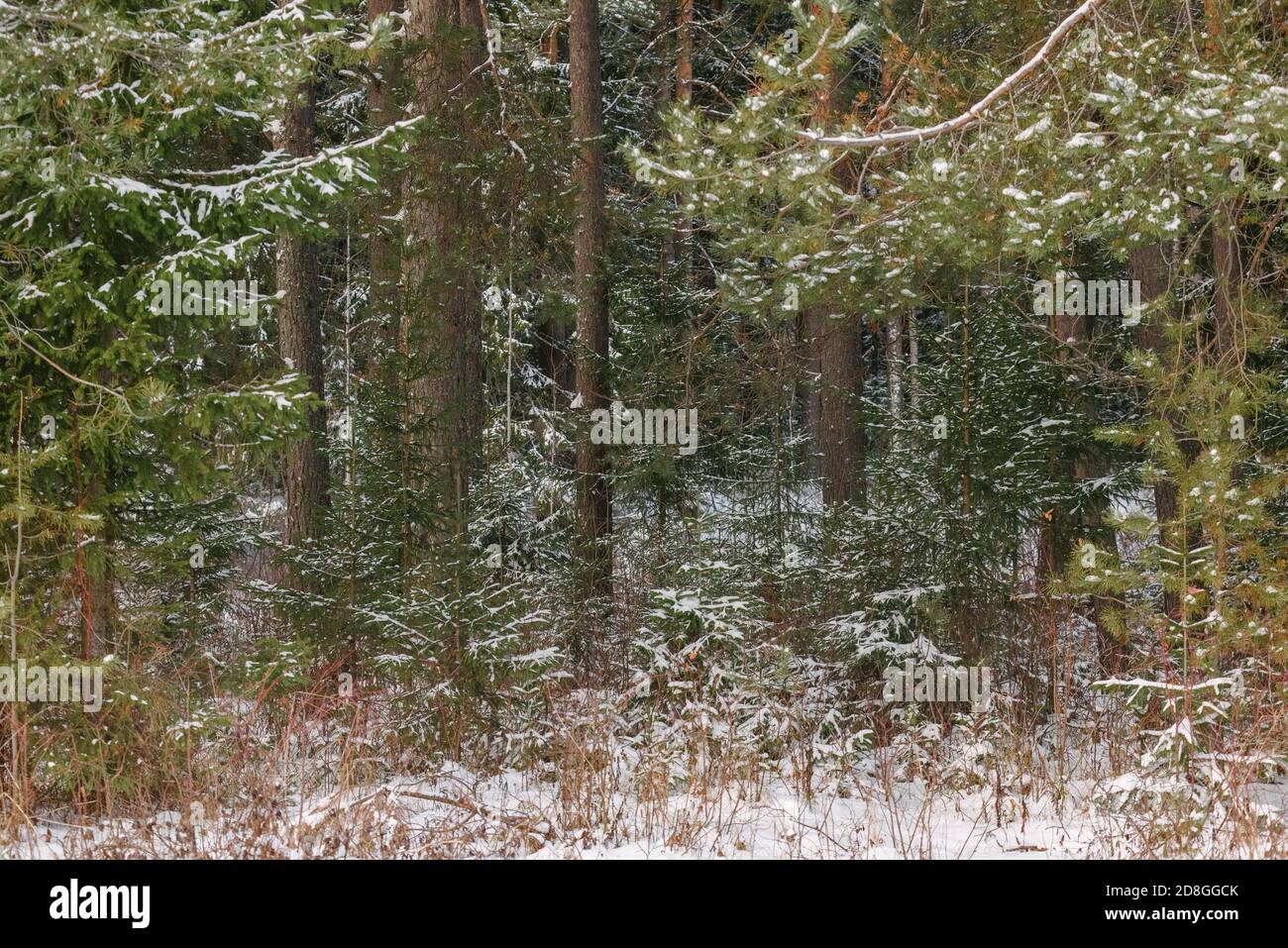 Trees of the northern forest covered with a layer of snow Stock Photo ...