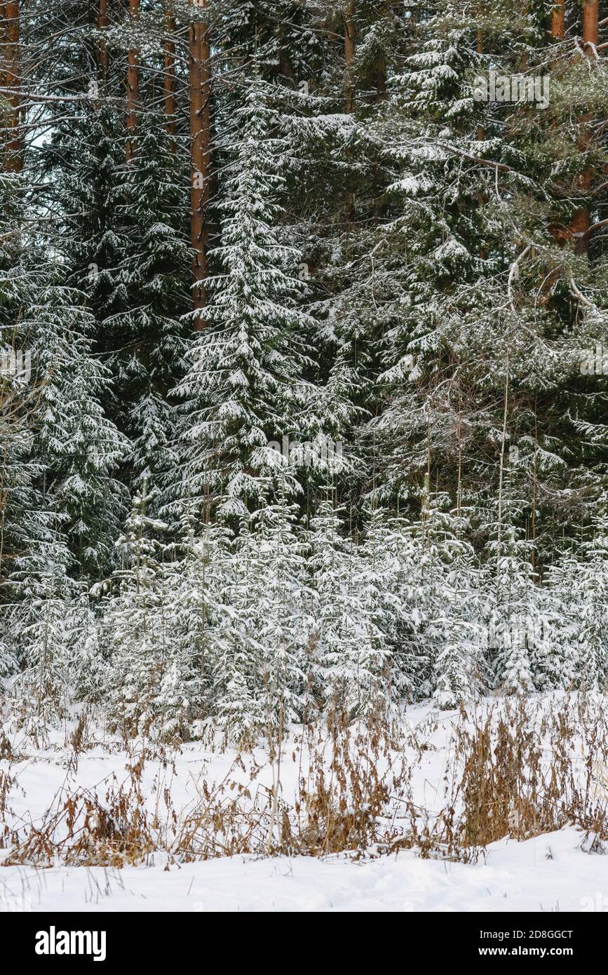 Trees of the northern forest covered with a layer of snow Stock Photo ...