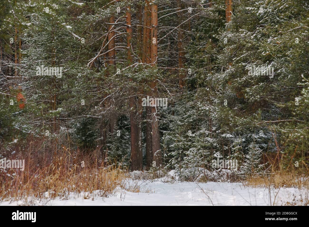 Trees of the northern forest covered with a layer of snow Stock Photo ...