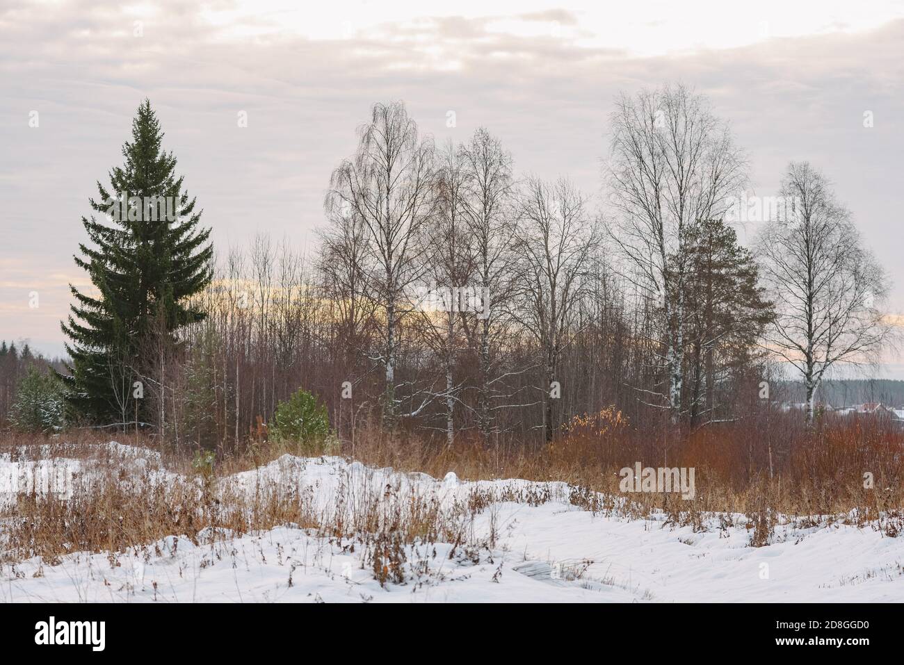 Trees of the northern forest covered with a layer of snow Stock Photo ...