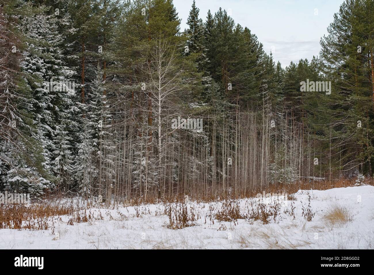 Trees of the northern forest covered with a layer of snow Stock Photo ...