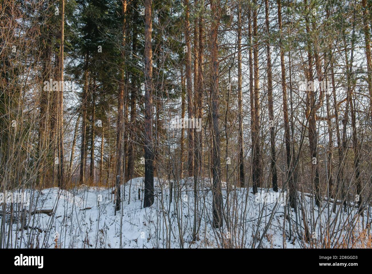 Trees of the northern forest covered with a layer of snow Stock Photo ...