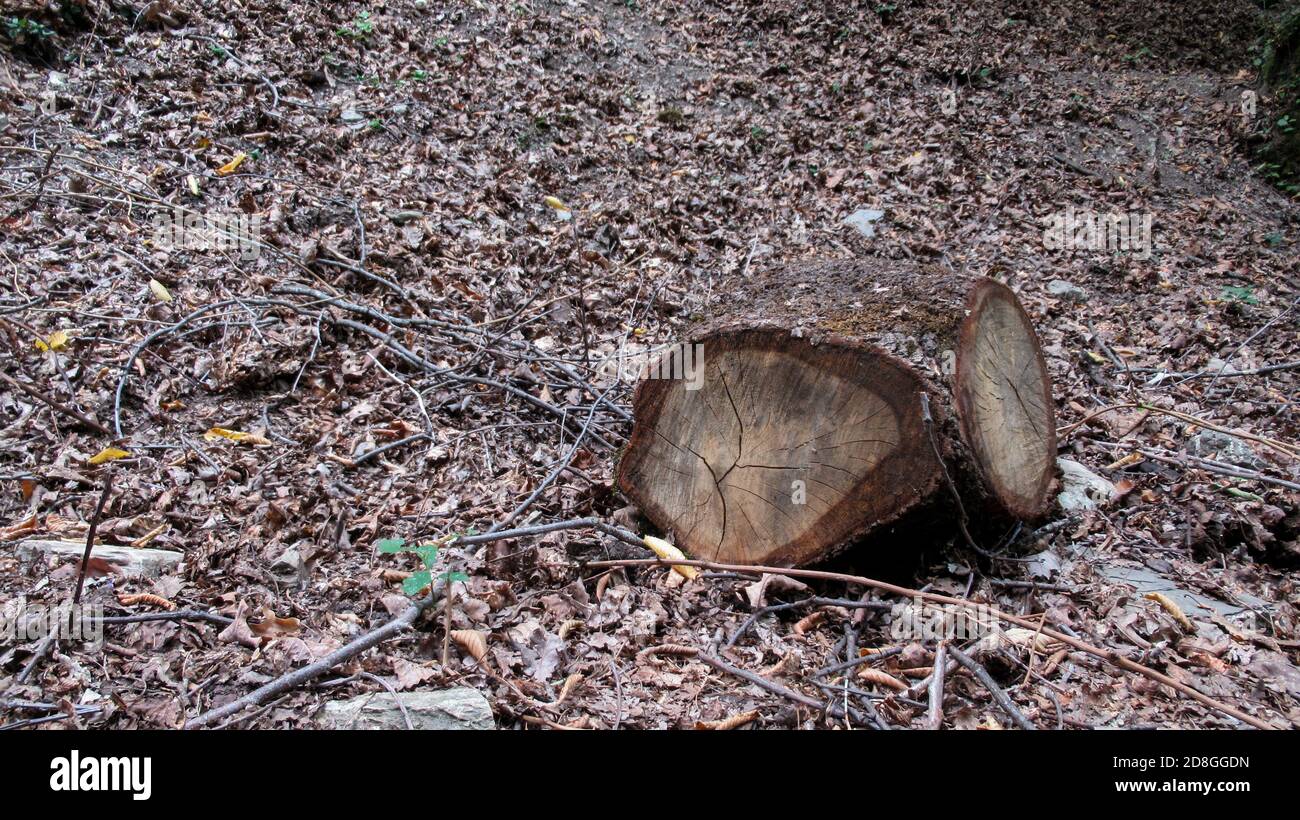 Single tree stump in the middle of the Caucasian mountain forest Stock ...