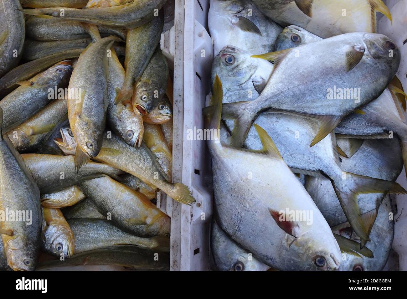 Seafood, which are just fished from the sea, are well-put to attract ...