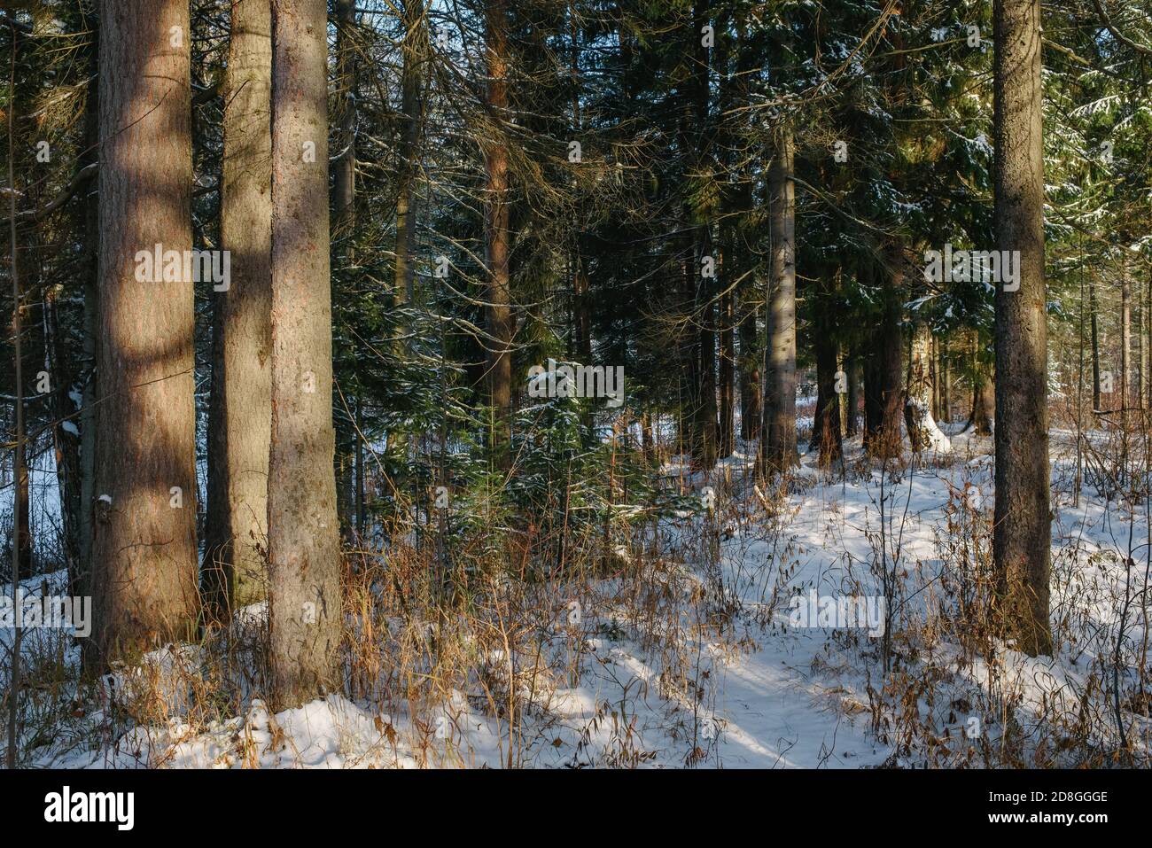 Trees of the northern forest covered with a layer of snow in the light ...