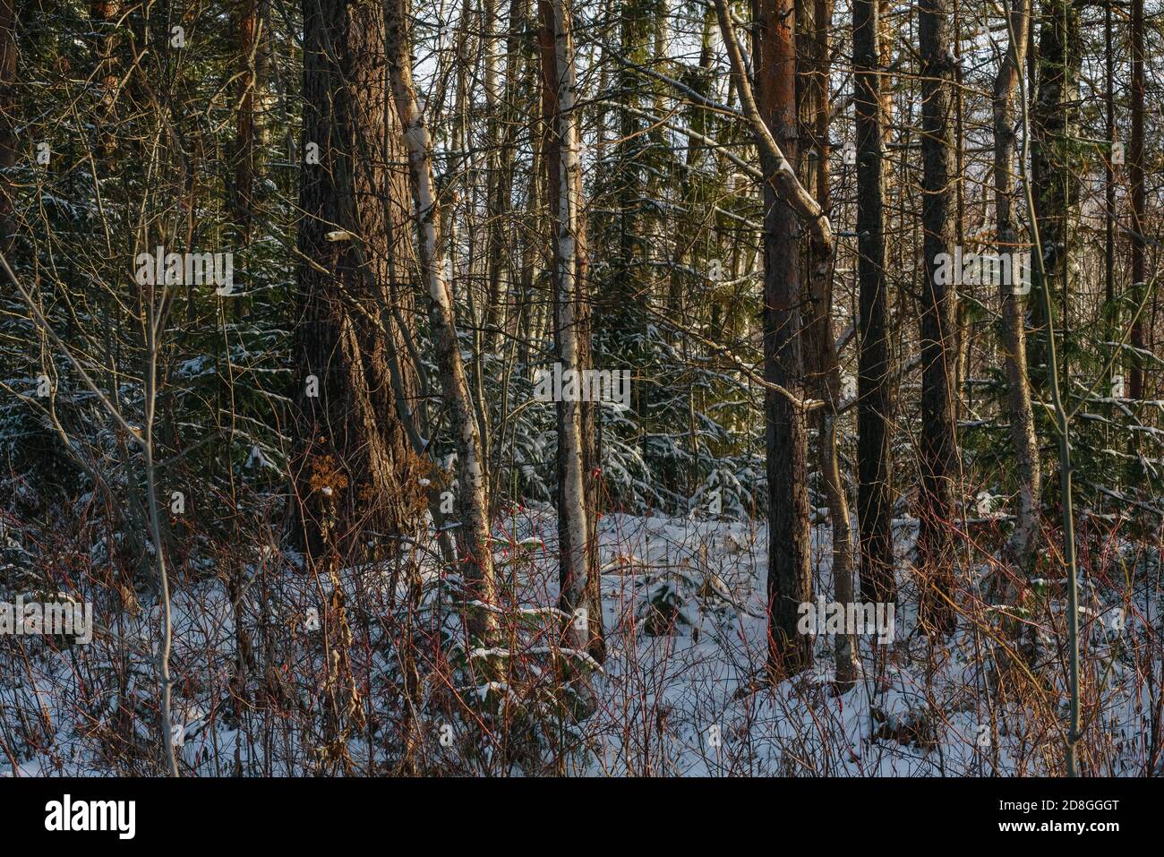 Trees of the northern forest covered with a layer of snow in the light ...
