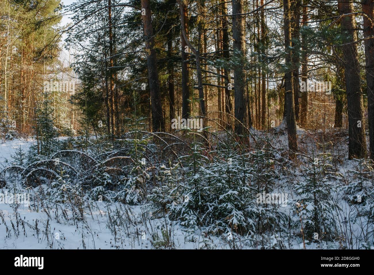 Trees of the northern forest covered with a layer of snow in the light ...